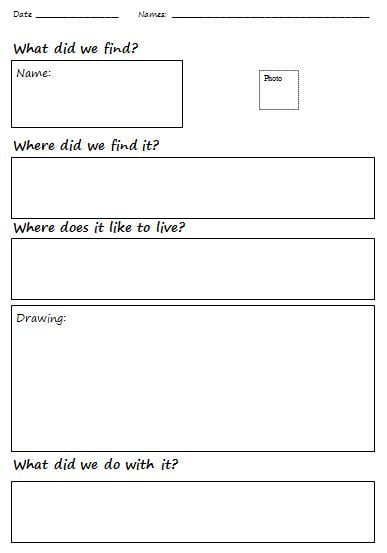 Insect Observation Worksheets - WorksheetsCity