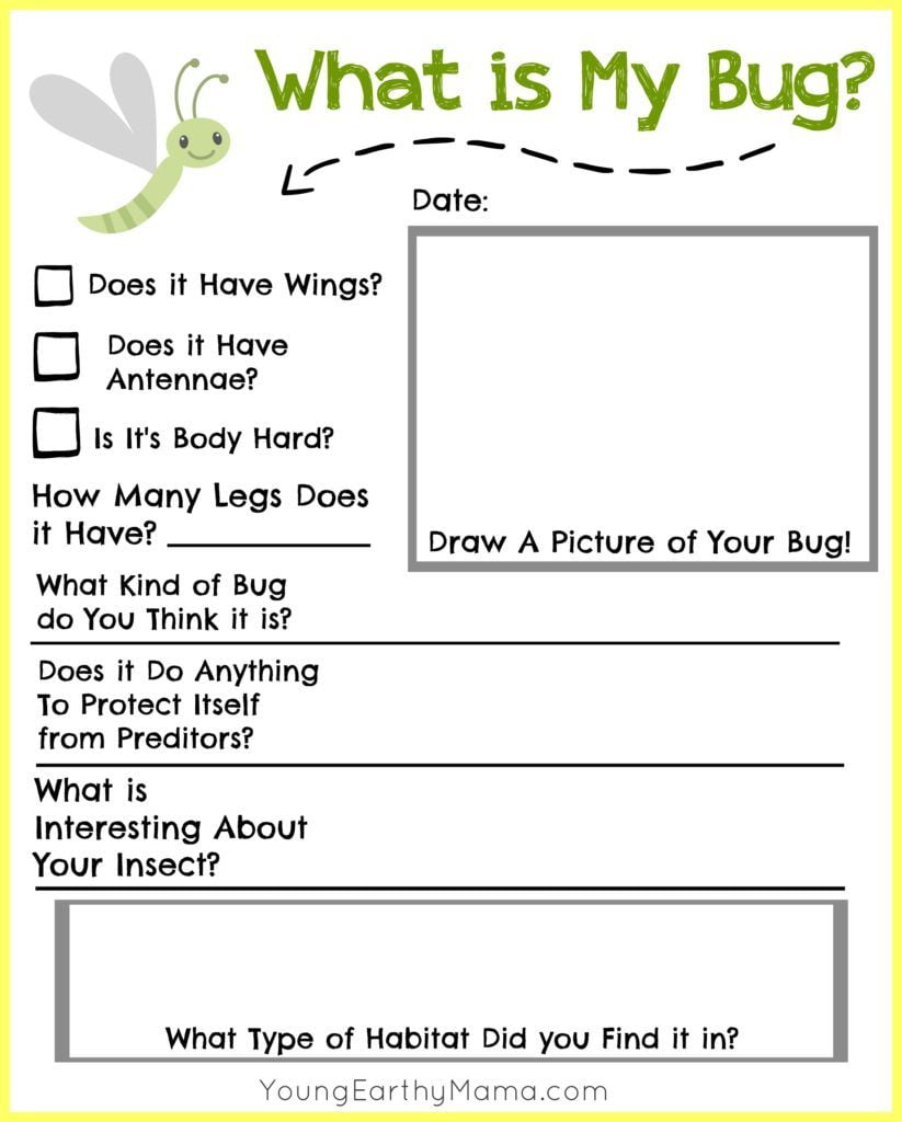 Insect Observation Worksheets – WorksheetsCity