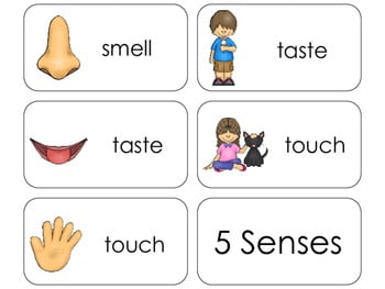 Five Senses Flash Cards - WorksheetsCity