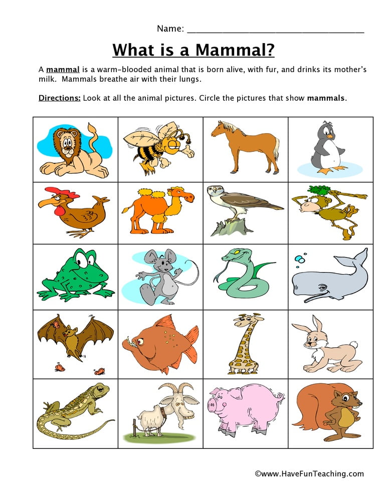 Mammal Classification Worksheets - WorksheetsCity